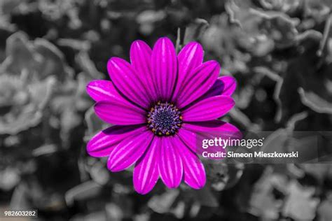 Gerb Photos And Premium High Res Pictures Getty Images