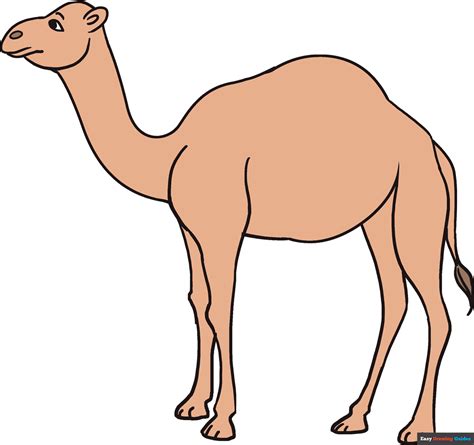 easy how to draw a camel tutorial and camel coloring