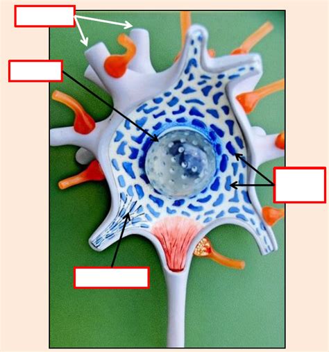 3 Dendrites And Soma Diagram Quizlet