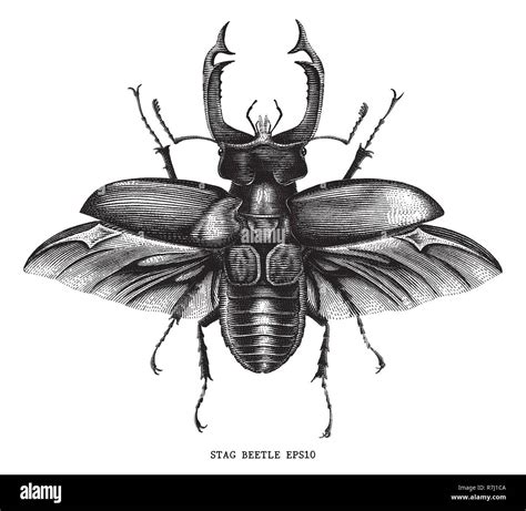 Stag Beetle Illustration Stock Vector Images Alamy