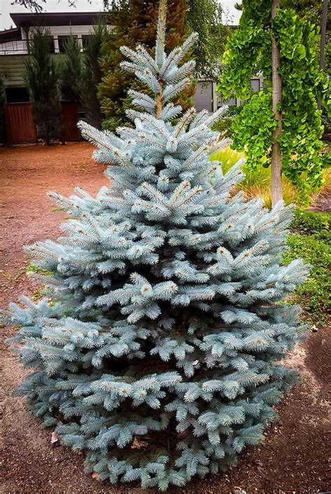 Dwarf Blue Spruce For Sale Dwarf Globe Blue Spruce ‘globosa Picea