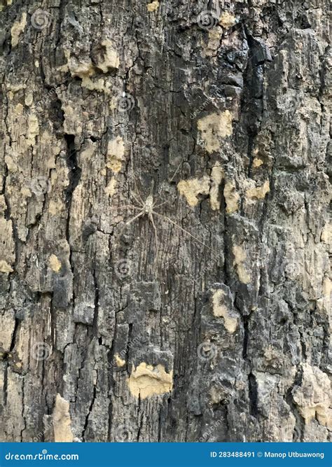Different Types Of Tree Bark