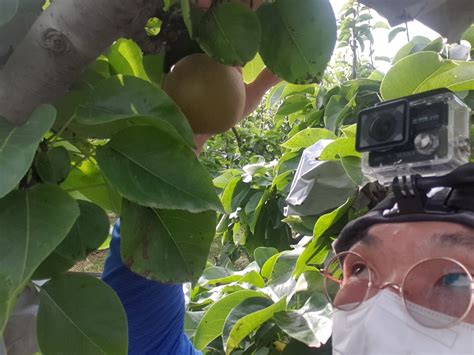 배영농일지 제초제를 사용하지 않고 초생재배를 이용한 배 재배 어쩌다나주농부 Band