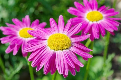 The Pink Pyrethrum In Bloom In The Garden Stock Image Image Of Nature