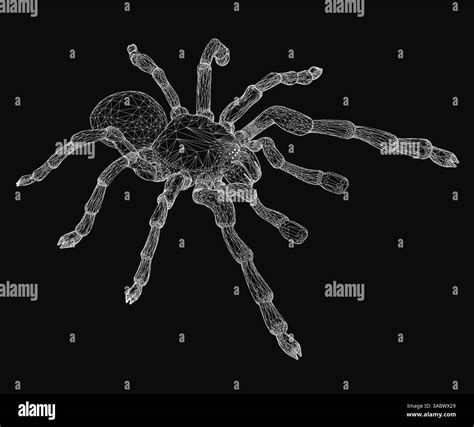 A Spider Is Shown In Black And White The Spider Is Small And Has A Long Body The Spider Is