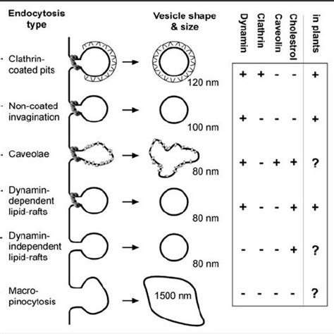 Dynamin Dependent And Dynamin Independent Endocytic Pathways And The Download Scientific