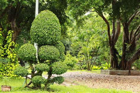 Dwarf Tree In The Garden Stock Image Image Of Botany 123395031