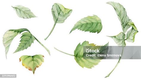 꽃의 잎 관목 나무 식물 단풍 수채화 라즈베리 단풍나무 플라타너스 포플러 라일락으로 그린 그림 고립 된 식물 자연 그림 결혼식 플로리스트 스크랩북 데쿠파주 화장품 개암나무에