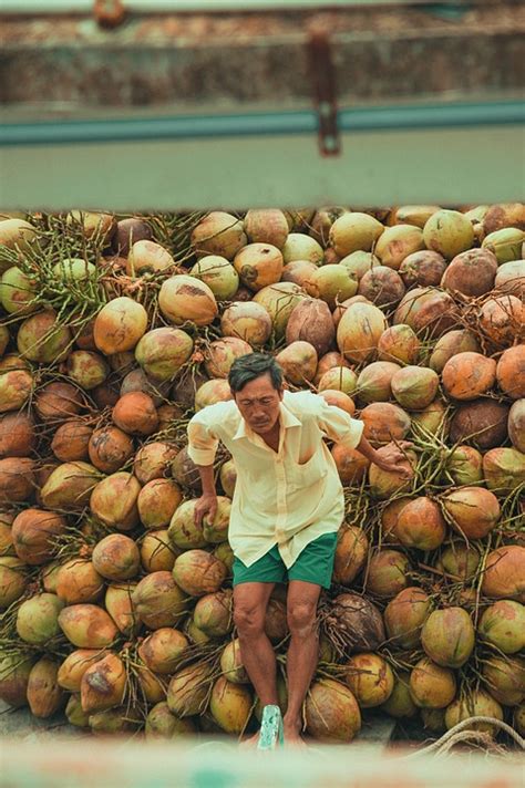 Coconut Transport Vietnam Free Photo On Pixabay