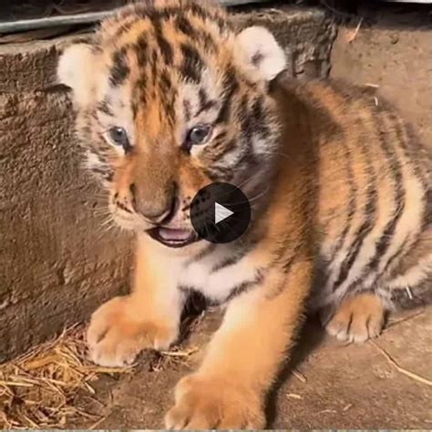 A Fluffy And Tiny Tiger Cub So Beautiful And Adorable Video