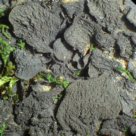 Ways Of Enlichenment Lichens Of North America
