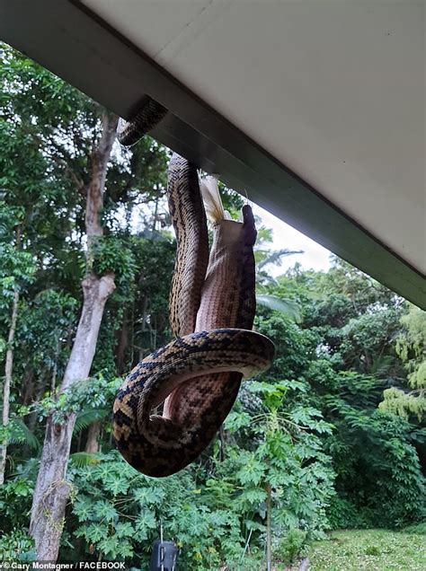 Gripping Moment Ravenous Three Meter Python Engulfs Entire Cockatoo As