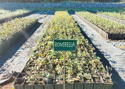 Bari E Bat Arif Puglia