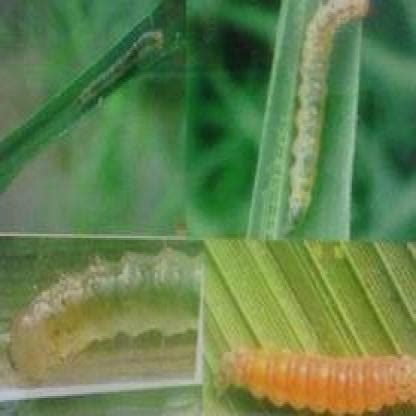 Common Rice Pests Philippines Object Detection Dataset V11 Raw Data Class Balance By Data