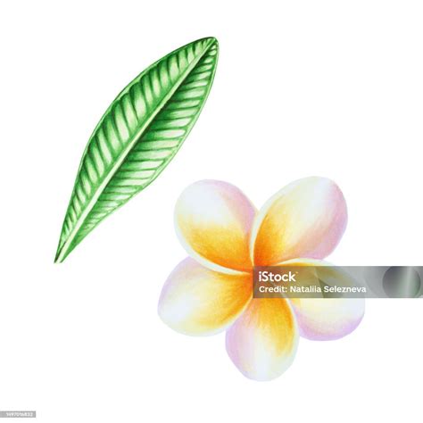 흰색 배경에 분리된 나뭇잎이 있는 플루메리아 꽃의 수채화 사실적인 열대 그림 아름 다운 식물 손으로 그린 프랜지 파니 디자이너 스파 장식 엽서 결혼식 인사말 배경 화면