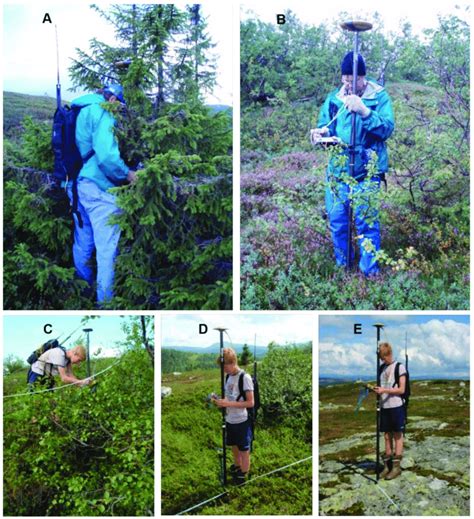 Tree Measurements During Field Work In 2006 A B And Measurements Of Download Scientific