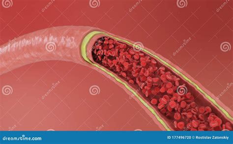 Vista De Arteria De Corte Transversal Glóbulos Rojos Dentro De Una