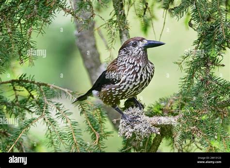 Spotted Nutcracker Nucifraga Caryocatactes Sitting On A Branch In A Fir Tree Switzerland
