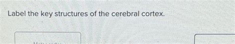 Solved Label The Key Structures Of The Cerebral Cortex