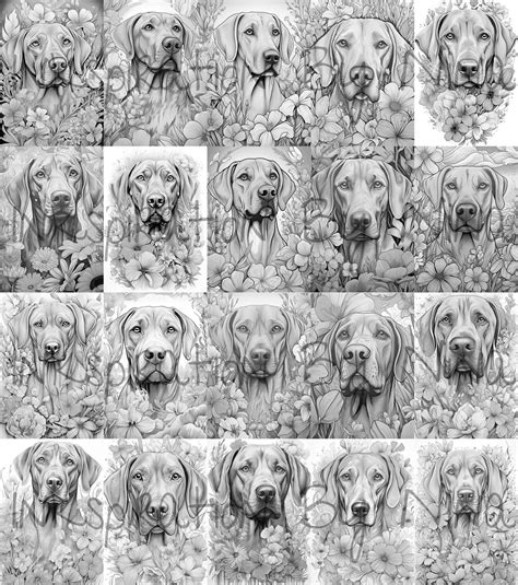 Rhodesian Ridgeback Coloring Pages 20 Premium Adult Coloring Sheets