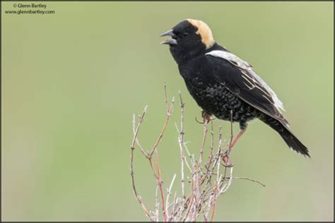 Bobolink Focusing On Wildlife