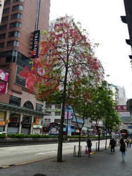 樹木谷Hong Kong Tree Society
