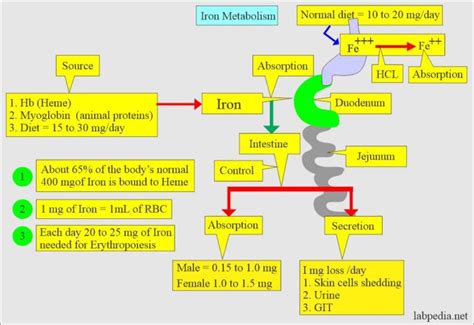 Iron Metabolism Total Iron Binding Capacity Tibc Transferrin And