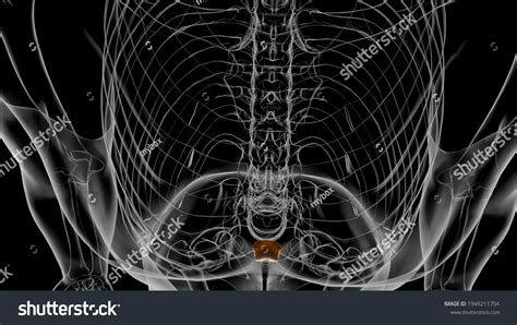 Human Skeleton Xiphoid Process Anatomy D Stock Illustration Shutterstock