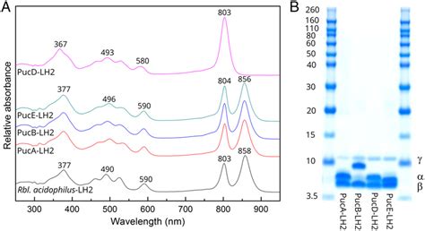 Absorption Spectra Of Purified Lh2 Complexes And The Polypeptide Download Scientific Diagram