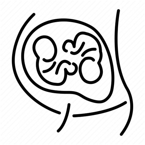 Twin Pregnancy Dual Gestation Double Pregnancy Twin Embryo Twin