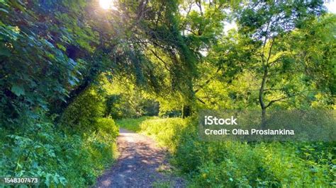 아일랜드의 아름다운 자연 숲으로 가는 길 푸른 나무와 덤불이 도처에 있습니다 여름 화창한 날 경관에 대한 스톡 사진 및 기타