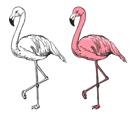 Premium Vector Flamingo Sketch Illustration Sketch Flamingo Exotic Bird