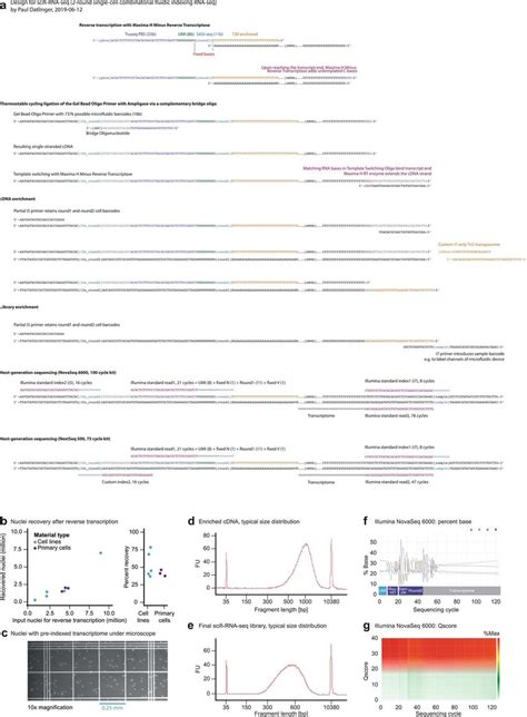 Detailed Assay Design And Performance Metrics Of Scifi Rna Seq A