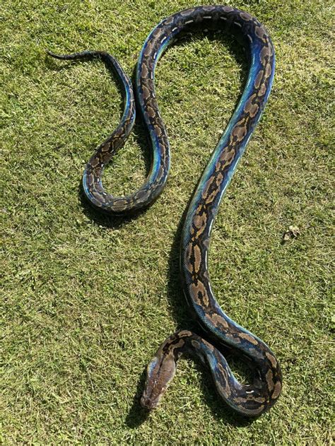 My Female 50 Kalatoa Tiger Reticulated Python Retics