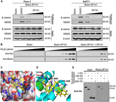Inhibiting β Catenin By β Carboline Type Mdm2 Inhibitor For Pancreatic