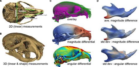 Examples Of Quantitative Phenotyping In Mouse Models Of Specific Human