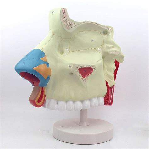 Nasal Cavity Anatomical Model 3 Times Showing The Nasal Bone