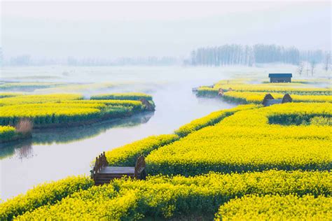 泰州兴化千垛菜花景区 兴化千垛菜花 兴化千垛油菜花景区 大山谷图库