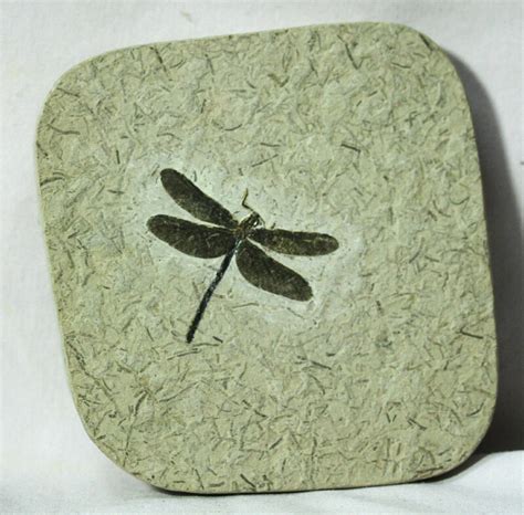 Dragonfly Fossil