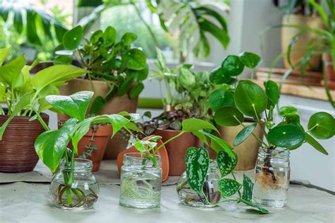 How To Propagate Houseplants From Stem And Leaf Cuttings Reportwire
