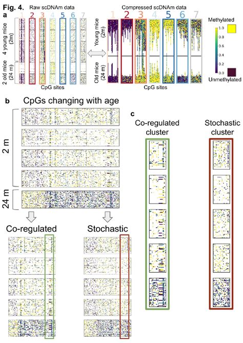 Single Cell Dnam Dynamics During Functional Aging A All Seven Types