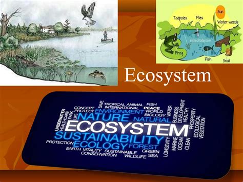 ECOSYSTEM Classification Structure Functioning 1 Pdf