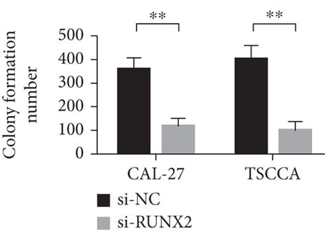 Runx2 Knockdown Inhibited Malignant Progression Of Bladder Cells A