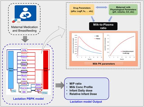 A Schematic Representation Of Inputs And Outputs Of The Lactation Model