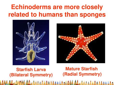 5 5 And 5 6 7th Grade Agenda Learning Objective Learn About Arachnids And Echinoderm Collect Hw