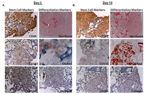 Differentiation Of Hmsc Spheroids Cultured Under Mg Conditions A Download Scientific Diagram