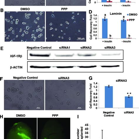 Pdf Igf 1r Signaling Is Essential For The Proliferation Of Cultured Mouse Spermatogonial Stem