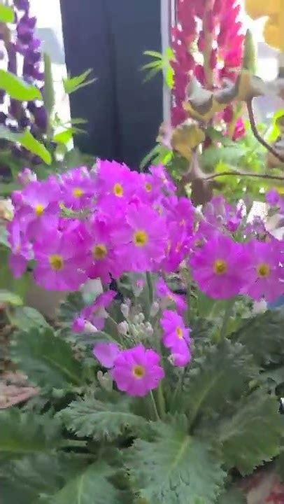 오스틴장미 두포트 들였어요~ Youtube