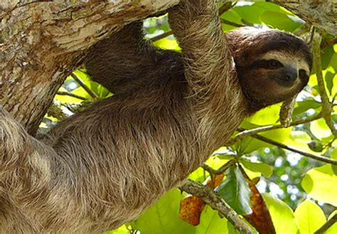 National Sloth Day International Sloth Day 2024 Embracing A Slower