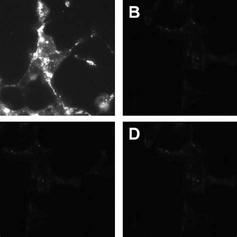 Cd63 Protein Expression Is Abolished In Hek 293 Cells Using Sirna Download Scientific Diagram
